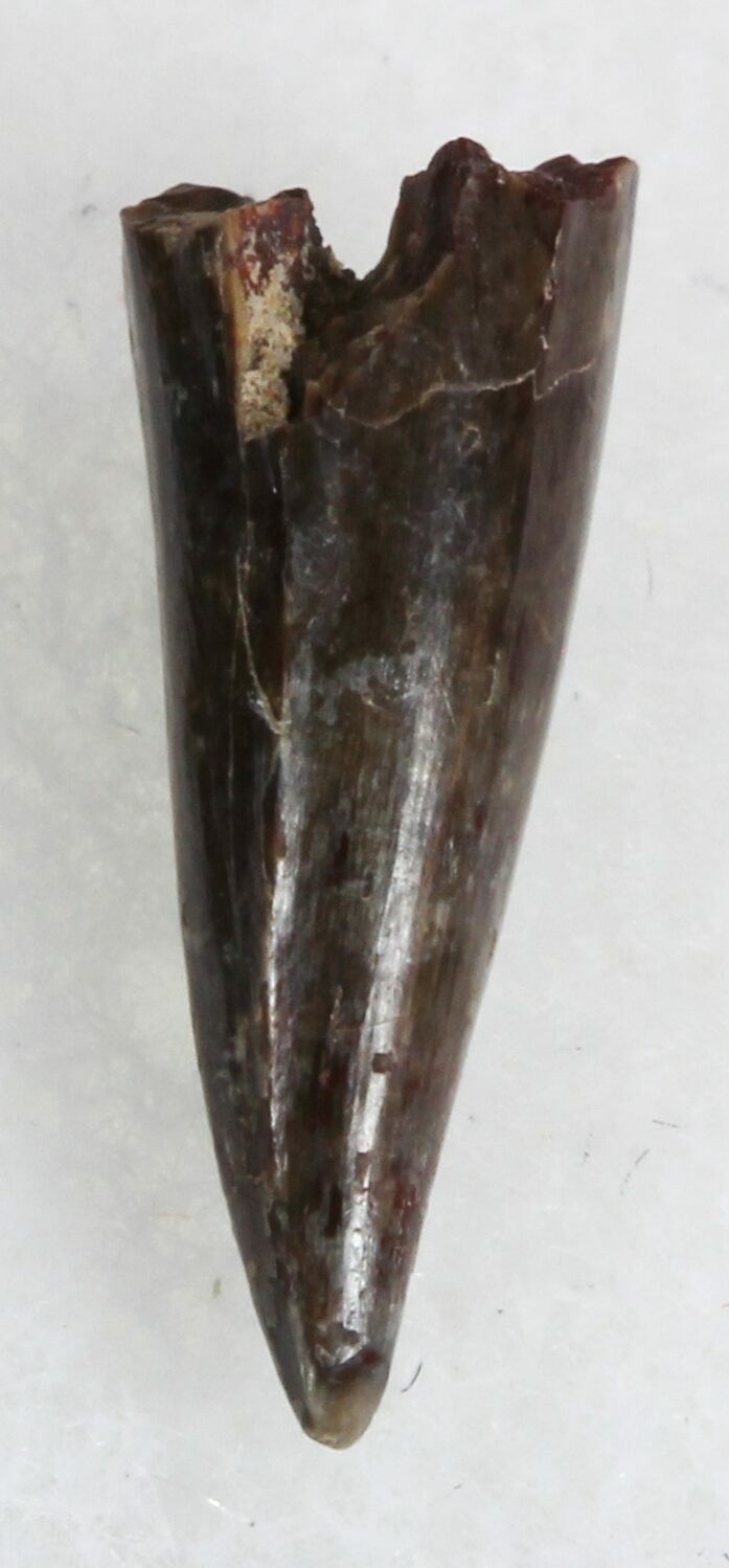 .49" Eryops Tooth From Oklahoma - Giant Permian Amphibian (#33537) For ...