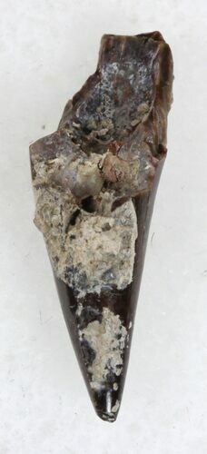 .55" Eryops Tooth From Oklahoma - Giant Permian Amphibian (#33539) For ...