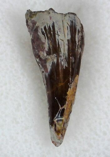 Large 0.81" Eryops Tooth - Giant Permian Amphibian (#33618) For Sale ...