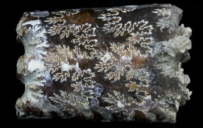 1.7" Fossil Baculites Section - South Dakota (#33871) For Sale ...