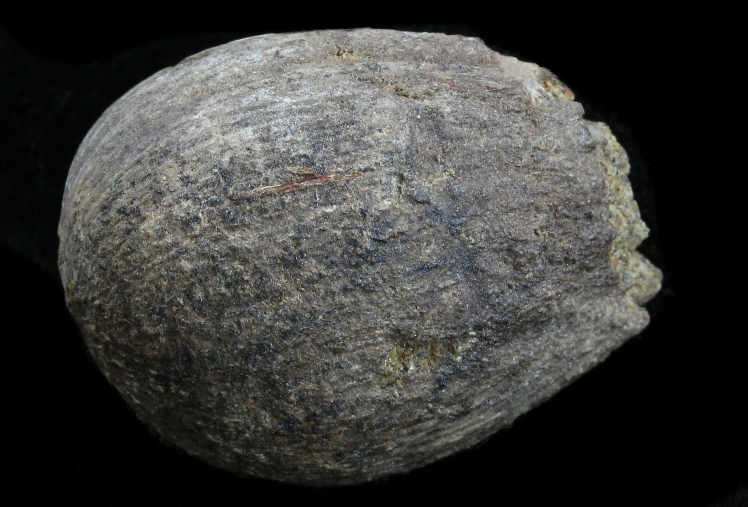 Cretaceous Palm Fruit Fossil - Hell Creek Formation (#34511) For Sale ...