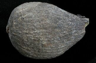Cretaceous Palm Fruit Fossil - Hell Creek Formation For Sale (#16620 ...