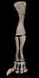 67" Mounted Diplodocus Front Leg - Awesome Display (#35167) For Sale ...