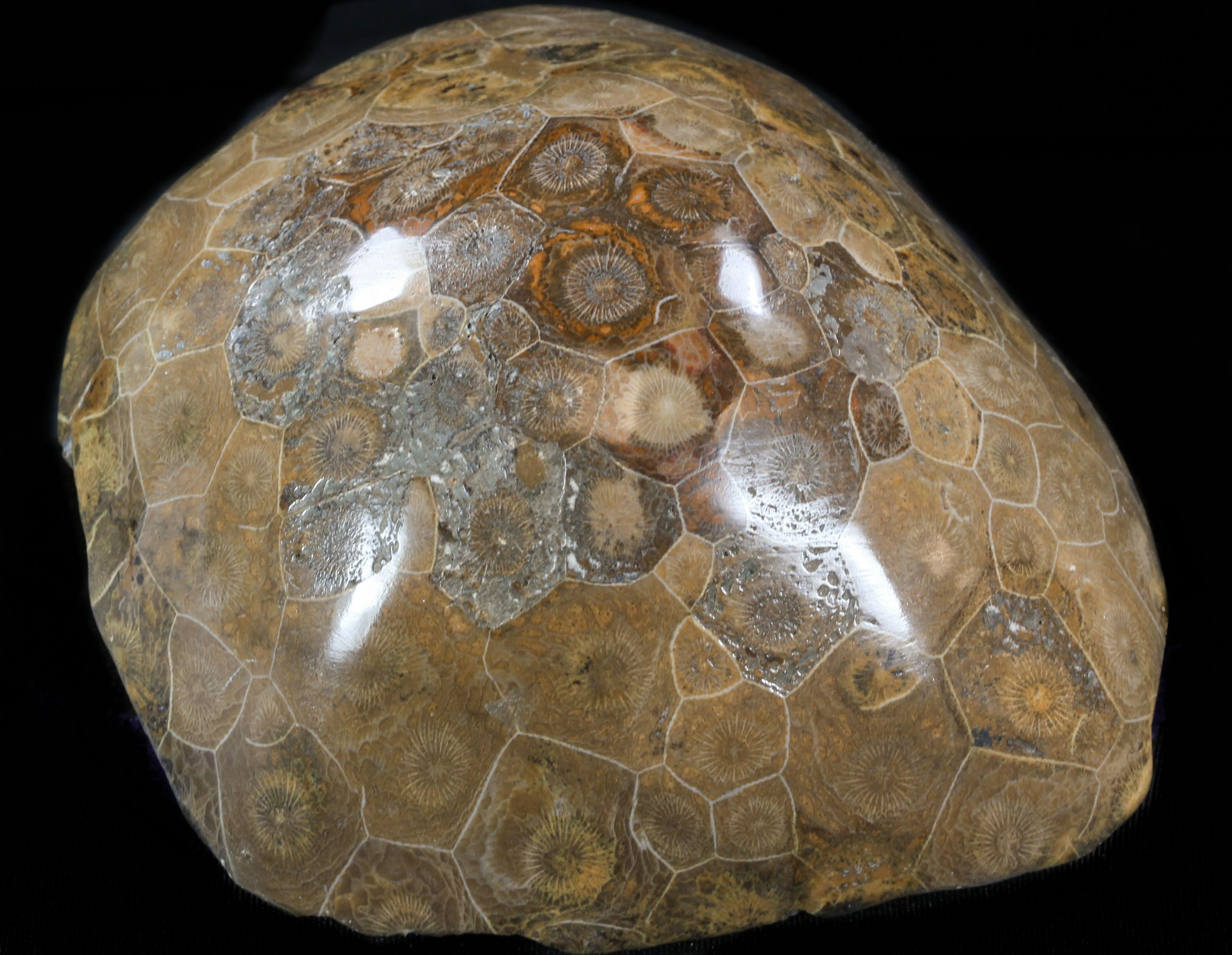 Thick 5" Polished Fossil Coral Head - Morocco (#35369) For Sale ...