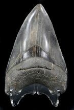 Megalodon Teeth For Sale - FossilEra.com