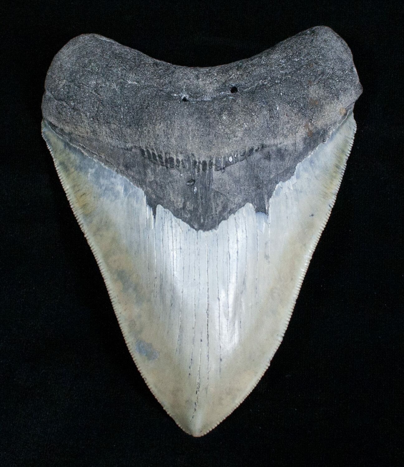 5 Inch Venice Beach Megalodon Tooth For Sale (#4066) - FossilEra.com