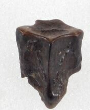 Dinosaur Teeth For Sale - FossilEra.com