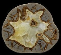 Septarian For Sale - FossilEra.com