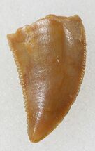 Dinosaur Teeth For Sale - FossilEra.com