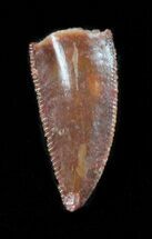 Dinosaur Teeth For Sale - FossilEra.com