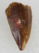 Dinosaur Teeth For Sale - FossilEra.com