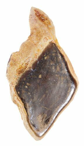 2" Fossil Gar Fish Scale - Cretaceous (#38844) For Sale - FossilEra.com