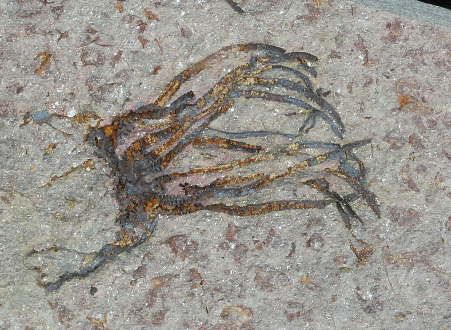 8.4" Eocrinoid (Ascocystites) Cluster - Ordovician (#38822) For Sale ...