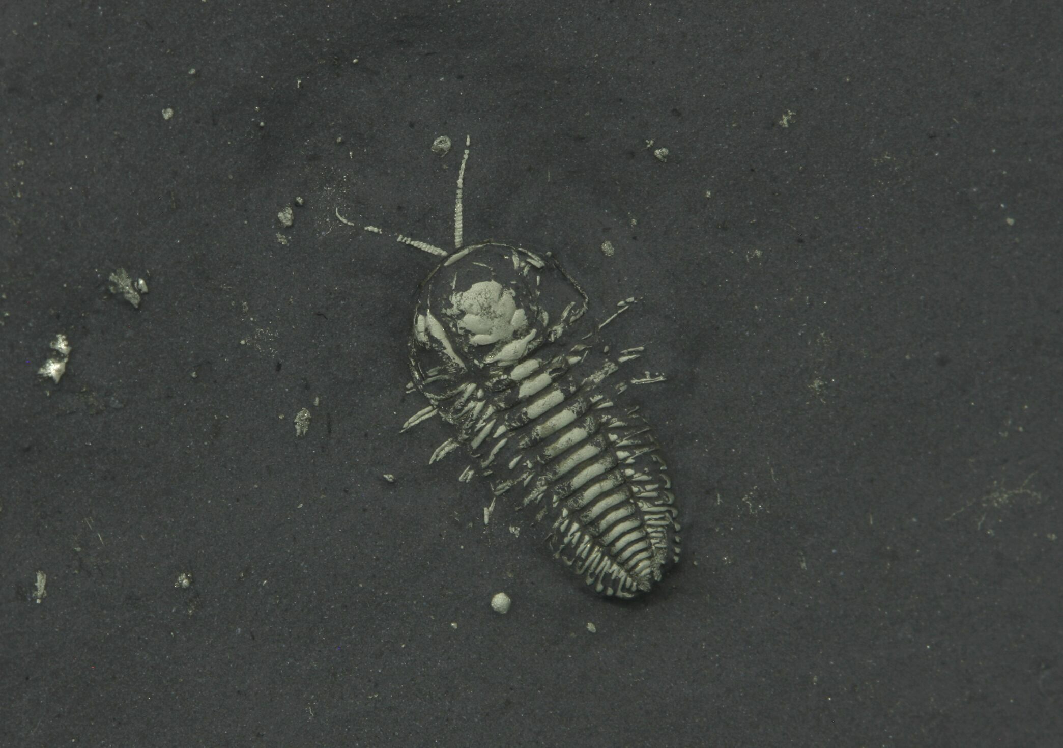 Pyritized Triarthrus Trilobite With Appendages - New York (#38973) For ...