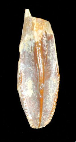 1.17" Bevnosovia (Basal Hadrosauroid) Tooth - Uzbekistan (#38977) For ...
