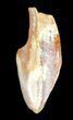 1.17" Bevnosovia (Basal Hadrosauroid) Tooth - Uzbekistan (#38977) For ...