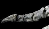 Killer 5' 6" Allosaurus Leg On Custom Mount - Colorado (#39087) For ...