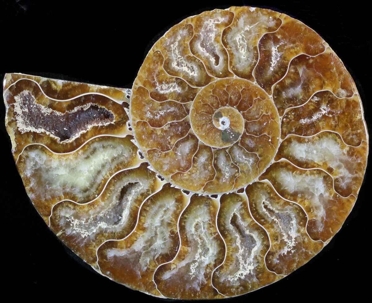 3.55" Agatized Ammonite Fossil (Half) (#39620) For Sale - FossilEra.com
