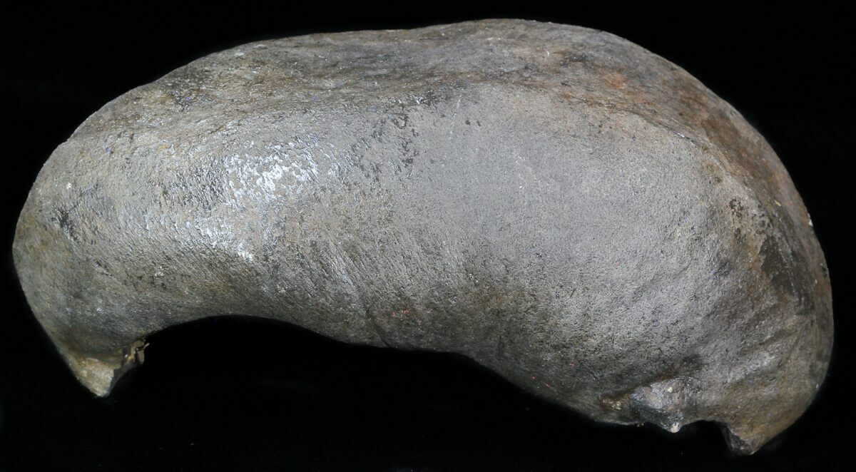 4.2" Fossil Whale Ear Bone - Miocene (#40312) For Sale - FossilEra.com