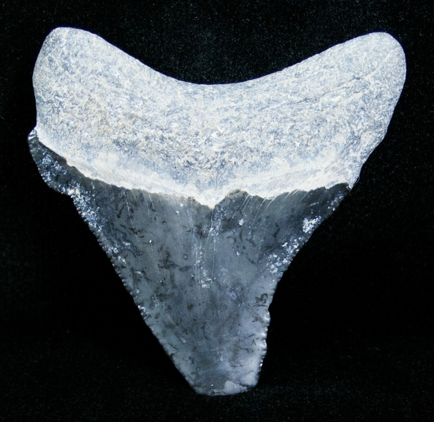 1.7" Bargain Bone Valley Megalodon Tooth (#4192) For Sale - FossilEra.com