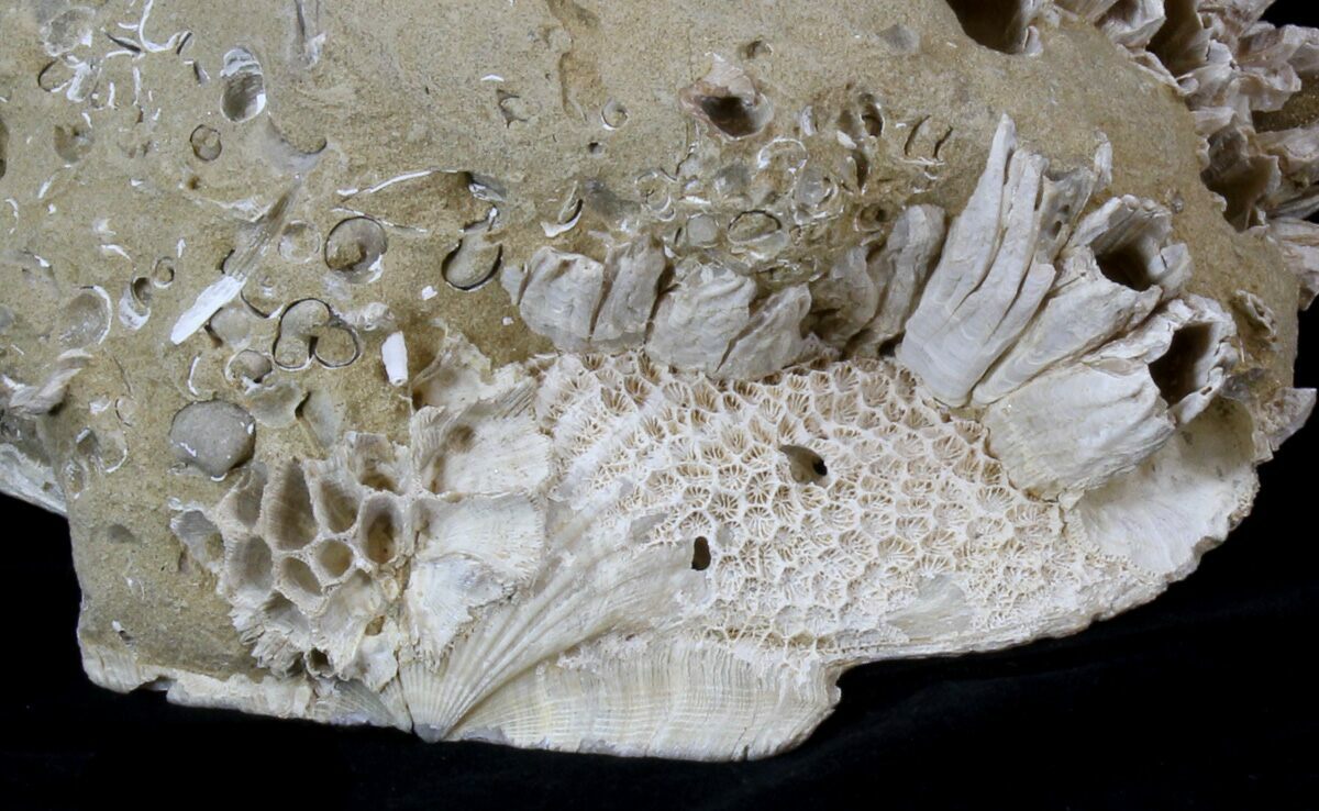 7" Fossil Pectin (Chesapecten) In Sandstone - Virginia For Sale (#40302 ...