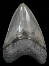 Megalodon Teeth For Sale - FossilEra.com