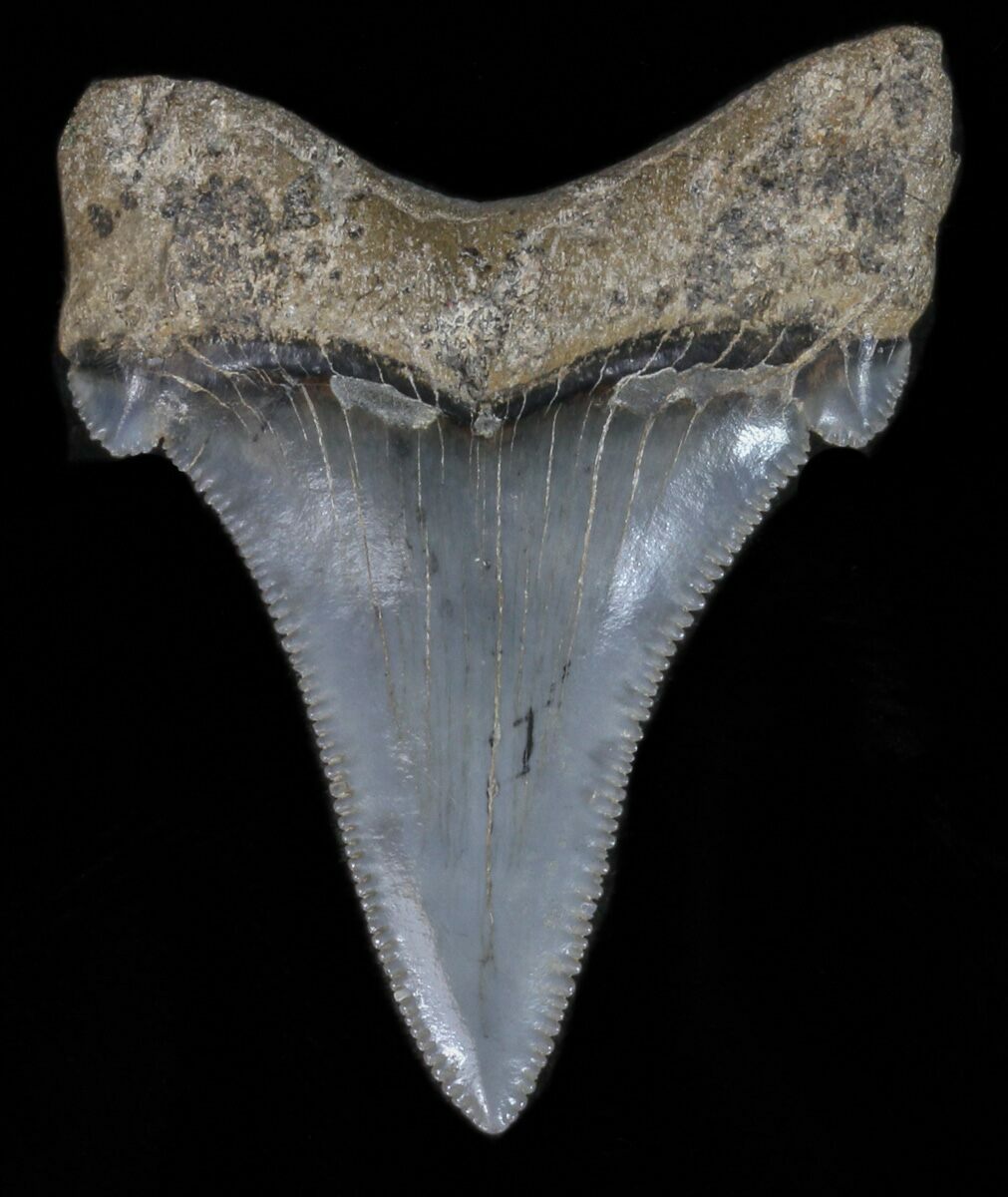 2.16" Angustidens Tooth - Megalodon Ancestor (#40644) For Sale ...