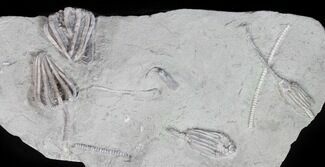 Echinoderm Fossils For Sale - FossilEra.com