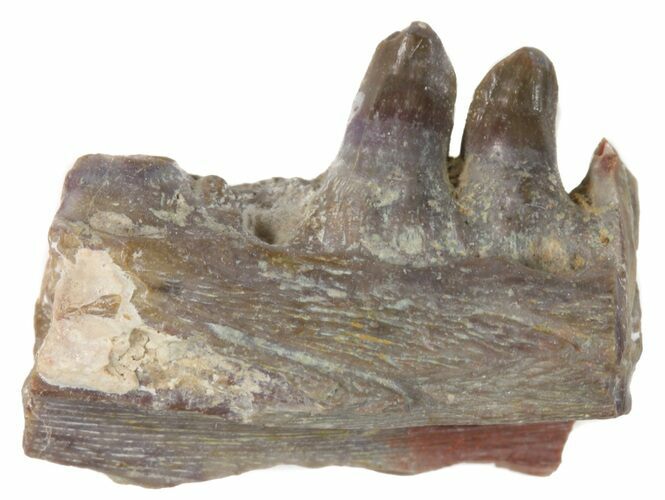 .77" Ophiacodon (Permian Synapsid) Jaw Section - Texas (#42970) For ...