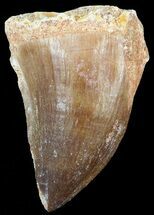 Authentic Fossil Mosasaurus Tooth Keychain For Sale (#11060 ...