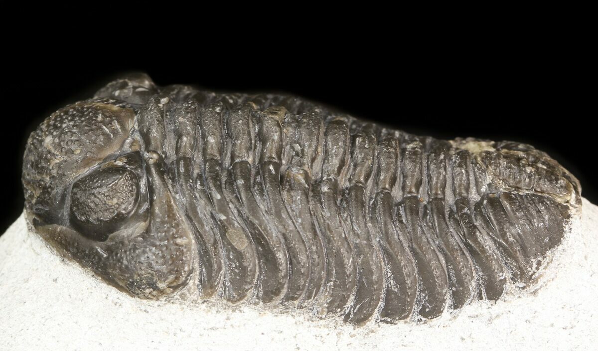 Bargain 1.9" Phacops Trilobite - Morocco (#43467) For Sale - FossilEra.com