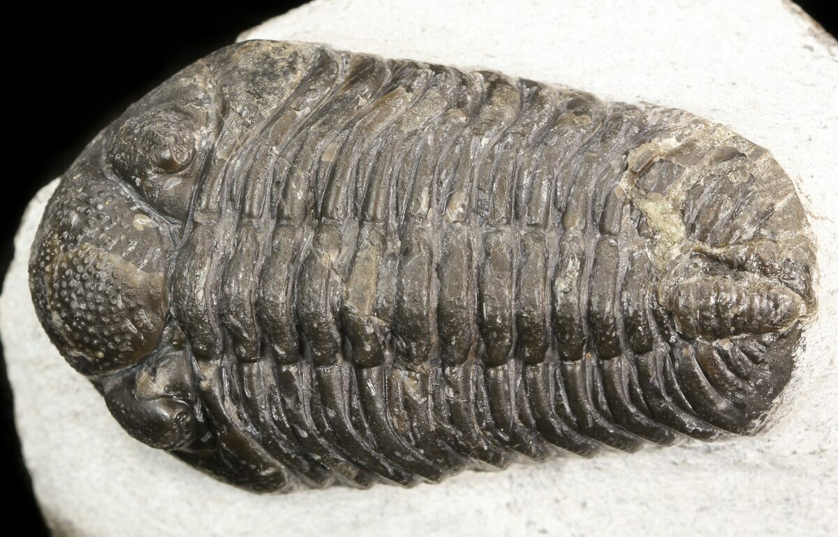 Bargain 1.9" Phacops Trilobite - Morocco (#43467) For Sale - FossilEra.com