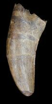 Dinosaur Fossils For Sale - FossilEra.com