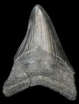 Megalodon Size: How Big Was The Megalodon Shark? - FossilEra.com