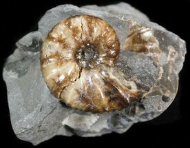 3.2" Hoploscaphites Nodosus Ammonite - Iridescent Shell For Sale ...