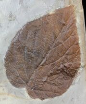 Fossils For Sale - FossilEra.com
