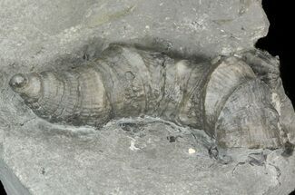 4" Fossil Coral (Lithostrotionella) Head - Iowa For Sale (#45063 ...