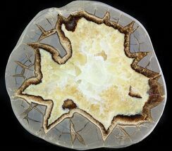 Septarian For Sale - FossilEra.com