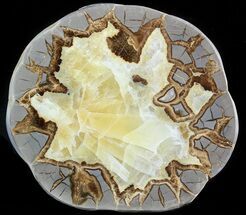 Septarian For Sale - FossilEra.com
