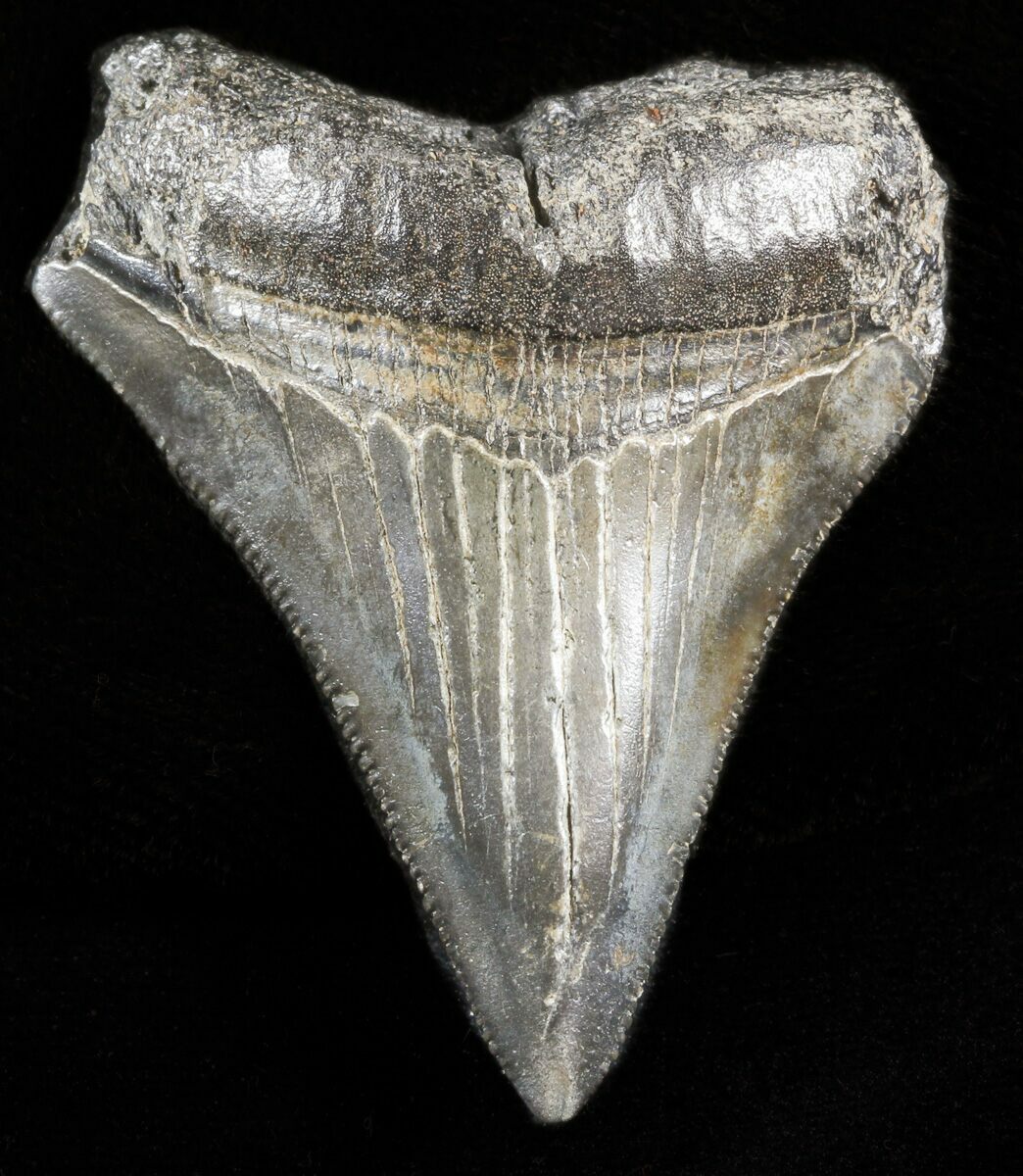 Serrated, 2.04" Juvenile Megalodon Tooth - South Carolina For Sale ...