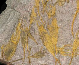 Eocrinoid (Ascocystites) From Morocco - Ordovician For Sale (#13719 ...