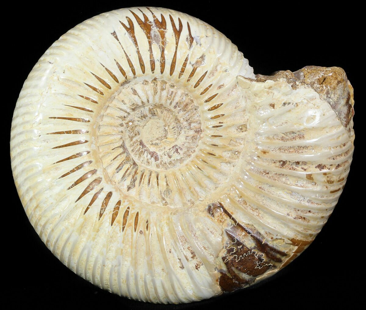 3" Perisphinctes Ammonite - Jurassic For Sale (#46912) - FossilEra.com