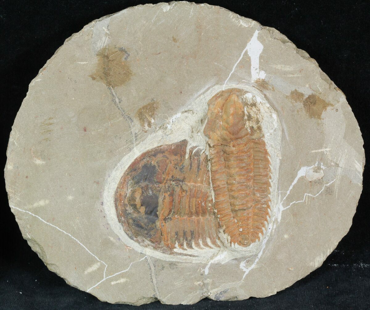 Bargain Hamatolenus Trilobite Multiple (#47350) For Sale - FossilEra.com