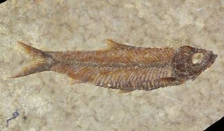 Green River Fossil Fish For Sale - FossilEra.com