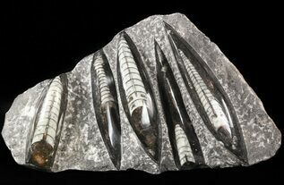 Bulk Polished Orthoceras (Cephalopod) Fossils - 10 Pack For Sale ...