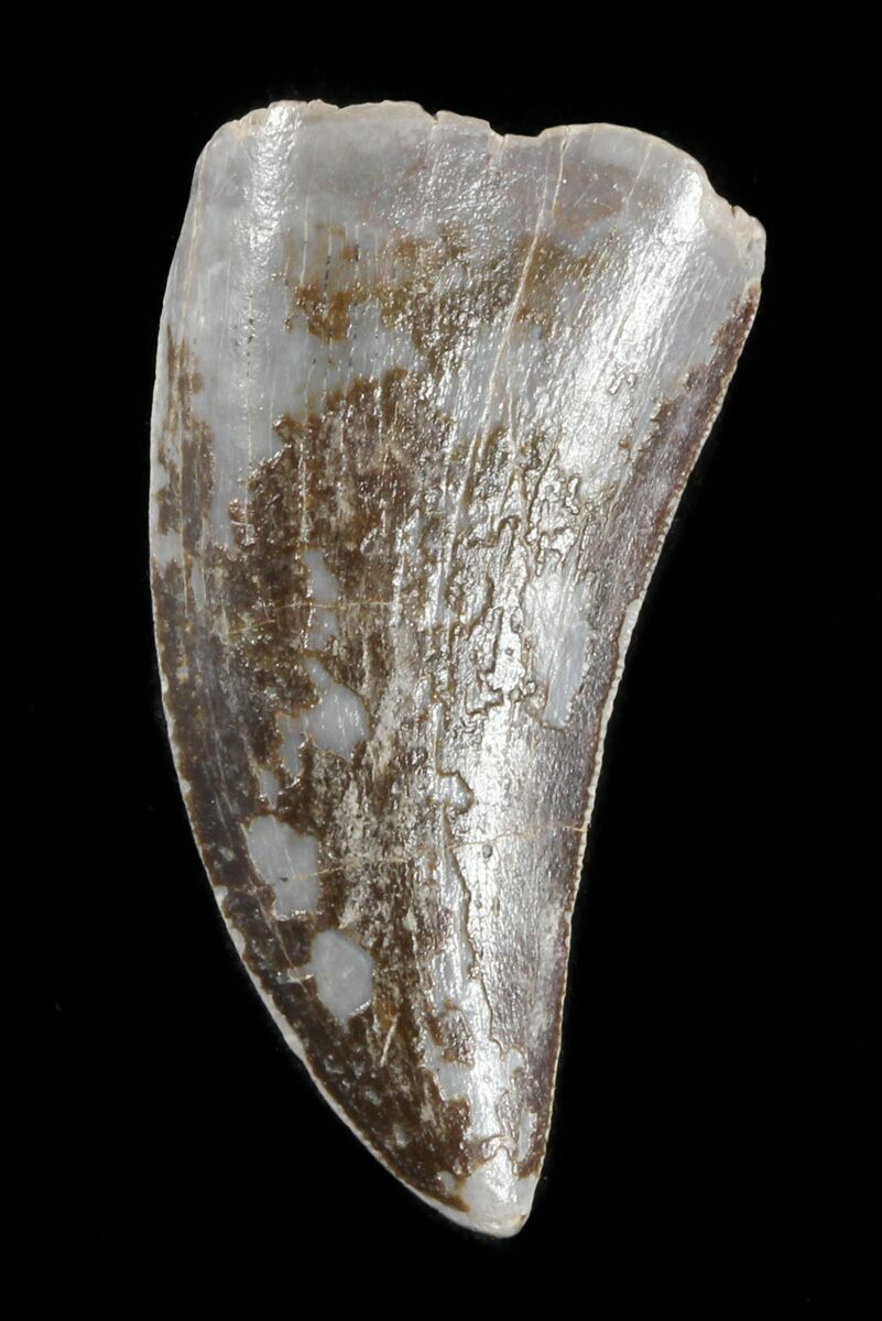 1.08" Timurlengia (Tyrannosaur) Tooth - Uzbekistan (#48018) For Sale ...