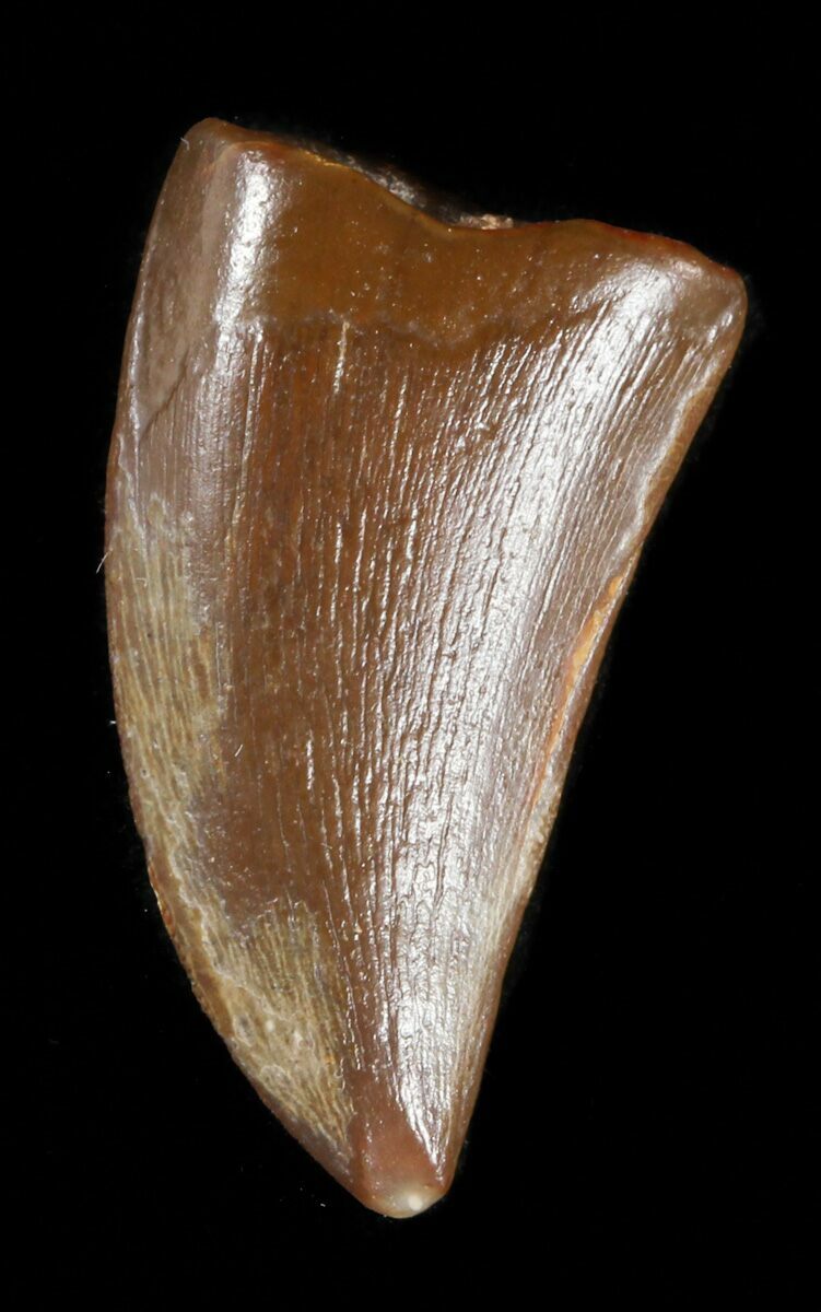 Bargain, .96" Timurlengia (Tyrannosaur) Tooth - Uzbekistan (#48021) For ...