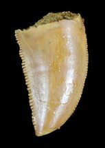 About Dinosaur Teeth - FossilEra.com