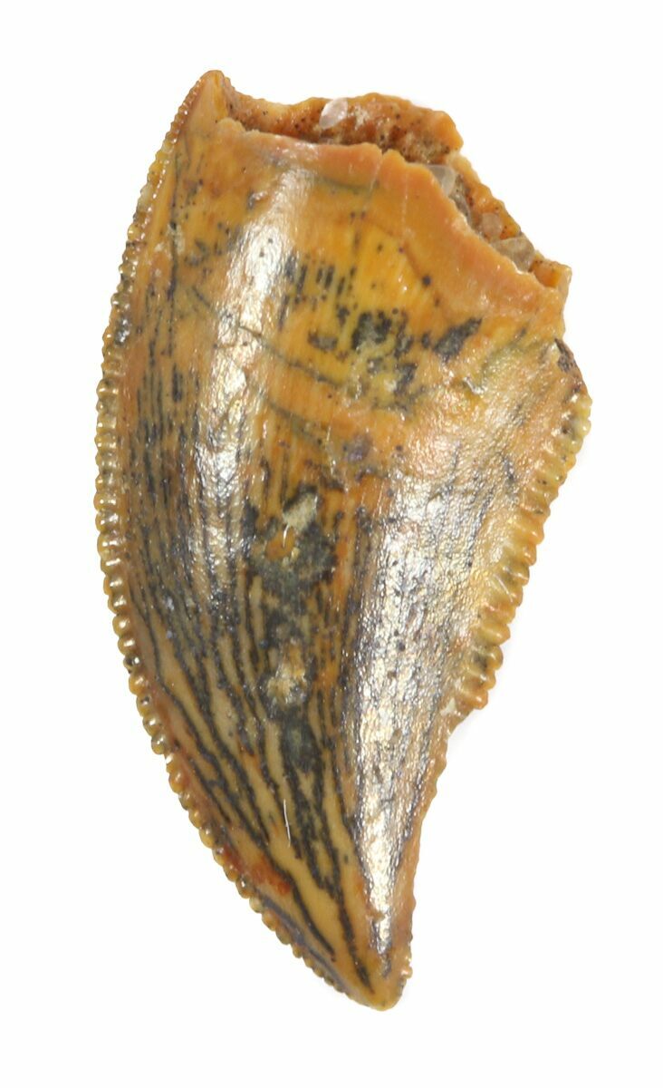 Bargain, .59" Raptor Tooth - Morocco (#48150) For Sale - FossilEra.com