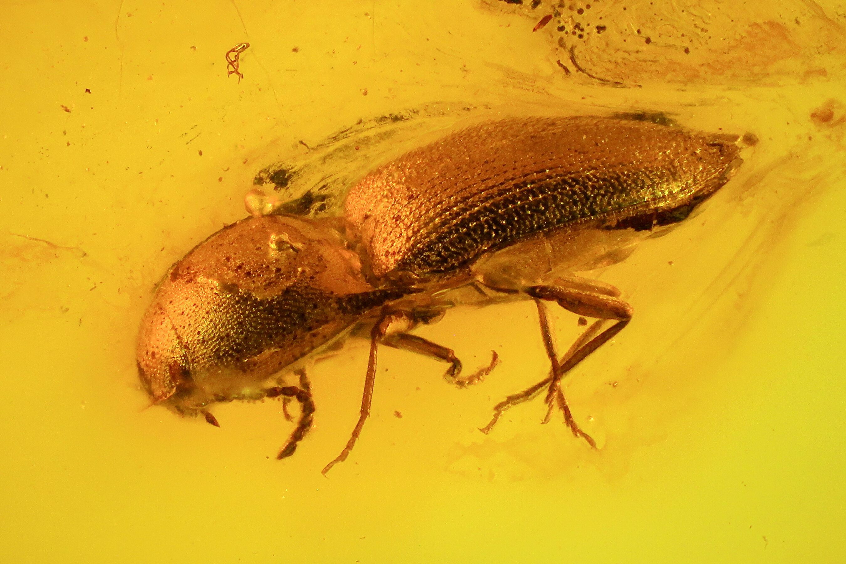 Fossil Beetle (Coleoptera) In Baltic Amber (#48252) For Sale ...